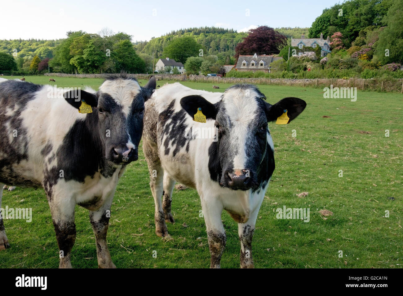 A herd of Friesians cows in a farm field in England Stock Photo - Alamy