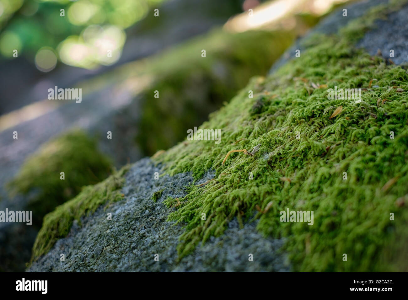 Moss covered stone in woodland Stock Photo - Alamy