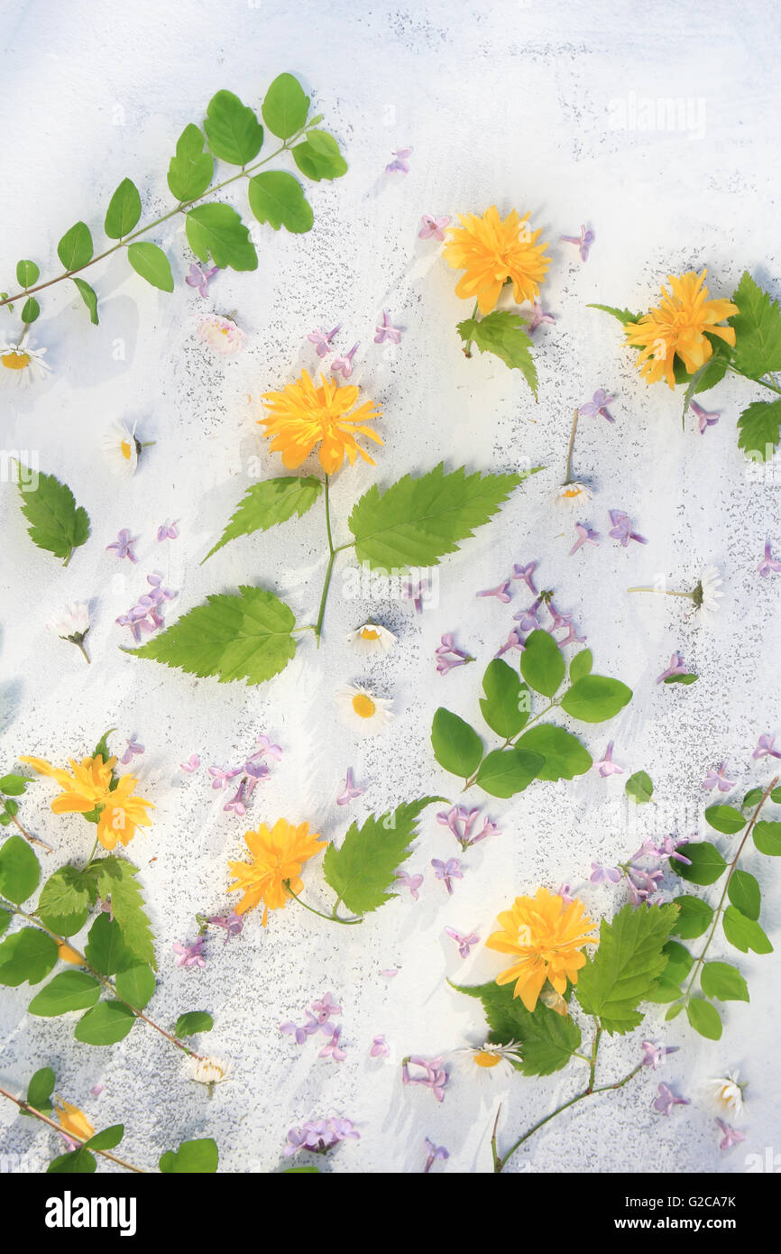 Beautiful summer/ spring background with fresh flowers and leaves on ...