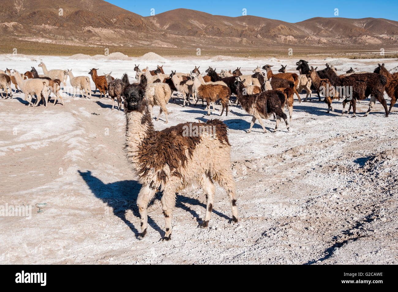 Uyuni lake animal hi-res stock photography and images - Alamy