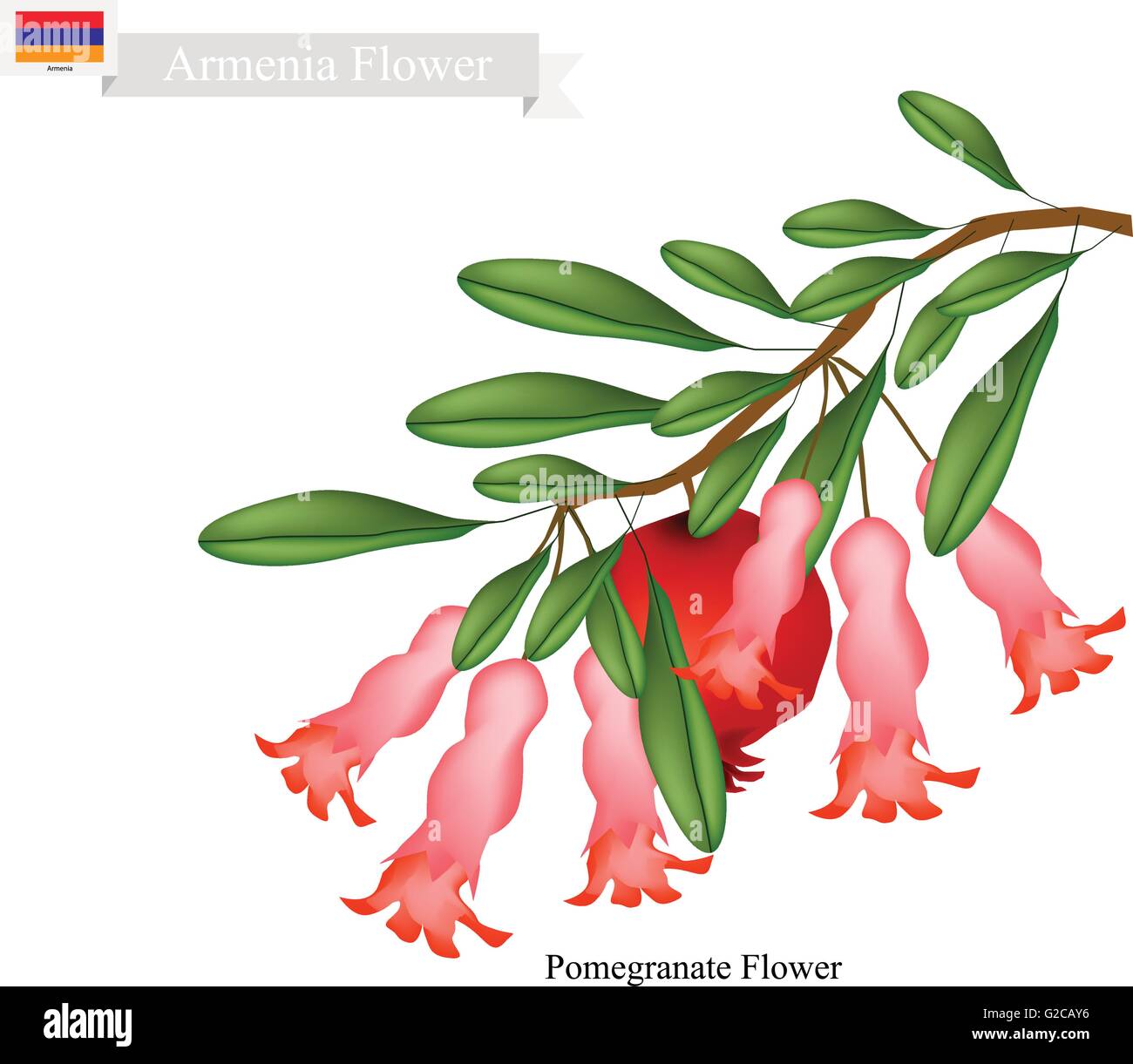 Armenia Flower, Illustration of Pomegranate Flowers. One of The Most ...