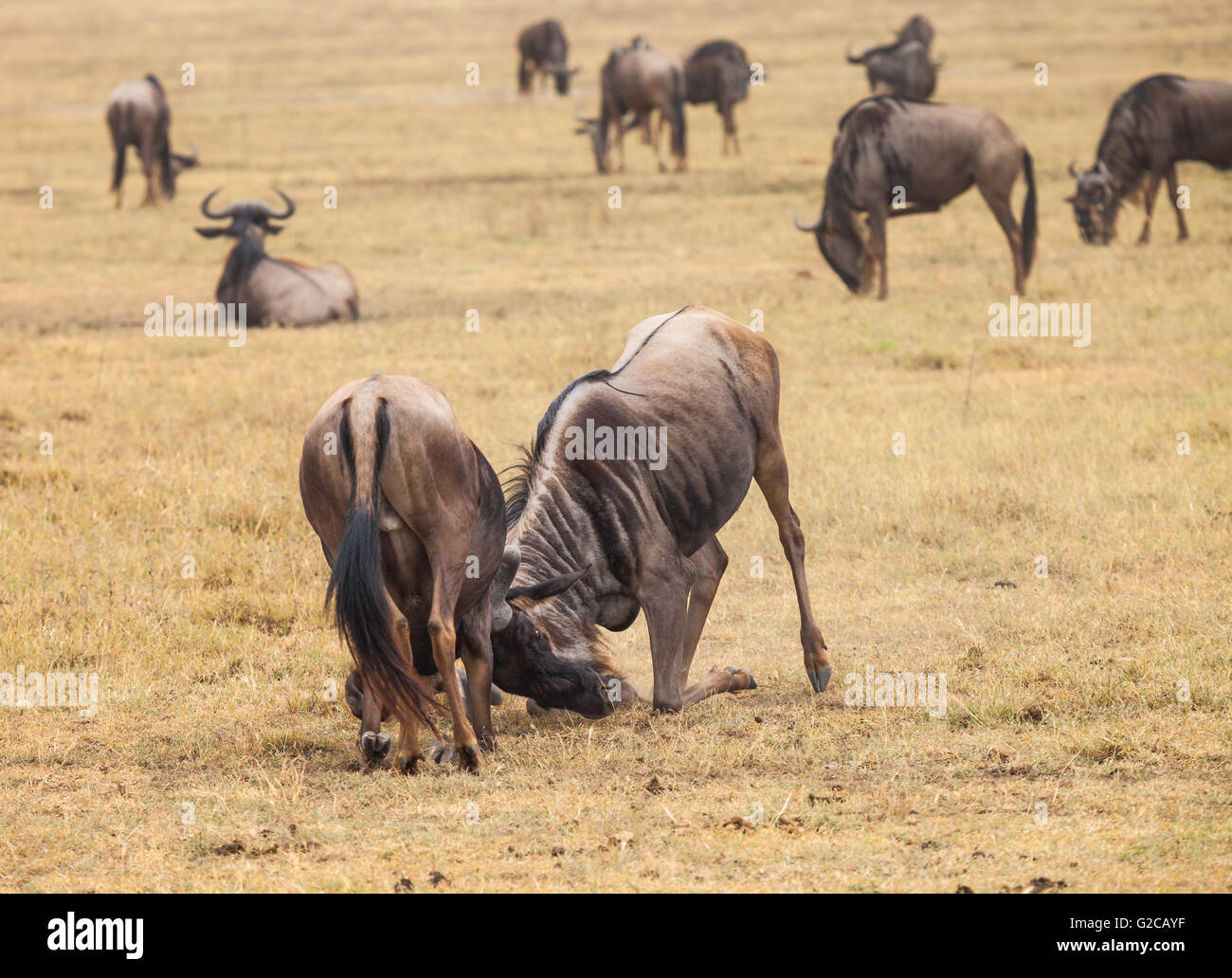 wildebeest fight among themselves. Image blur because fought fiercely ...