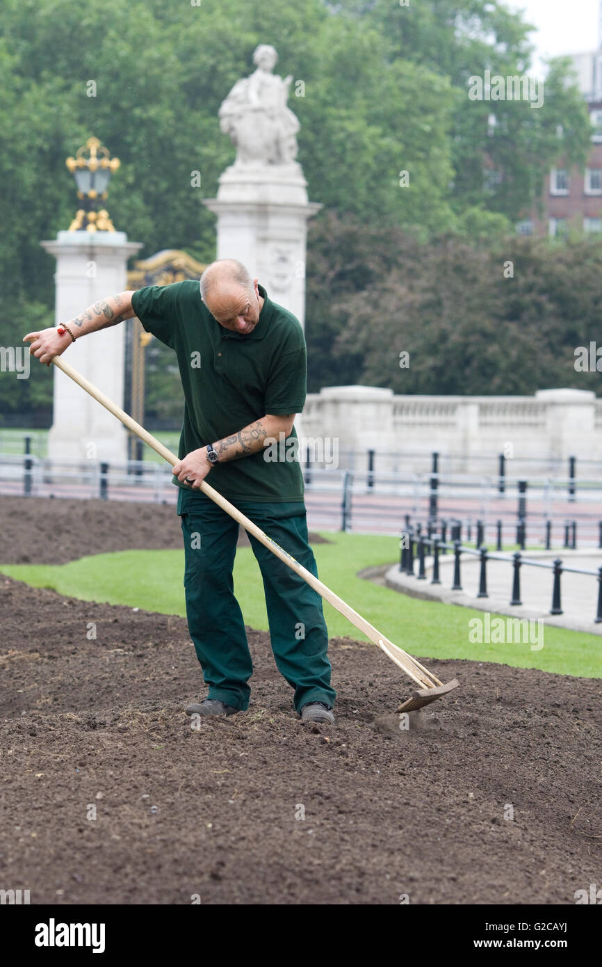 Gardener of the Royal Parks raking the soil ready for planting Stock ...