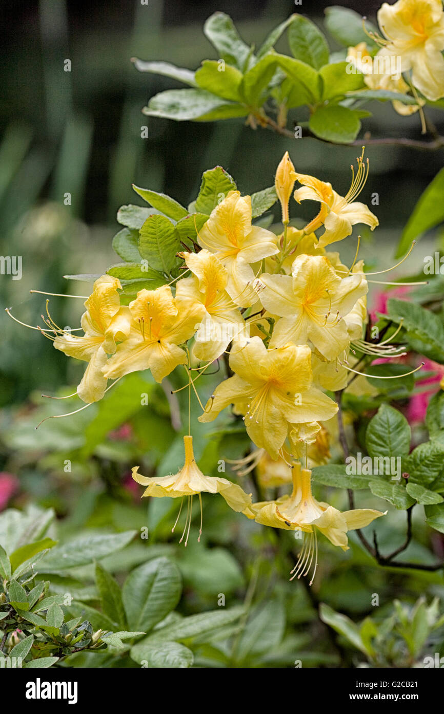 Ododendron flowers hi-res stock photography and images - Alamy