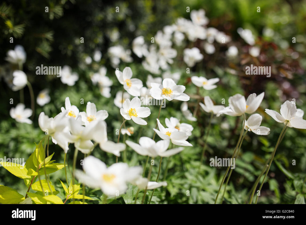 White flowers of the snowdrop anemone sylvestris, close up, retro ...