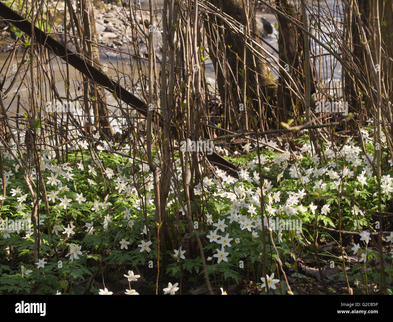 Norwegian wildflowers hi-res stock photography and images - Alamy