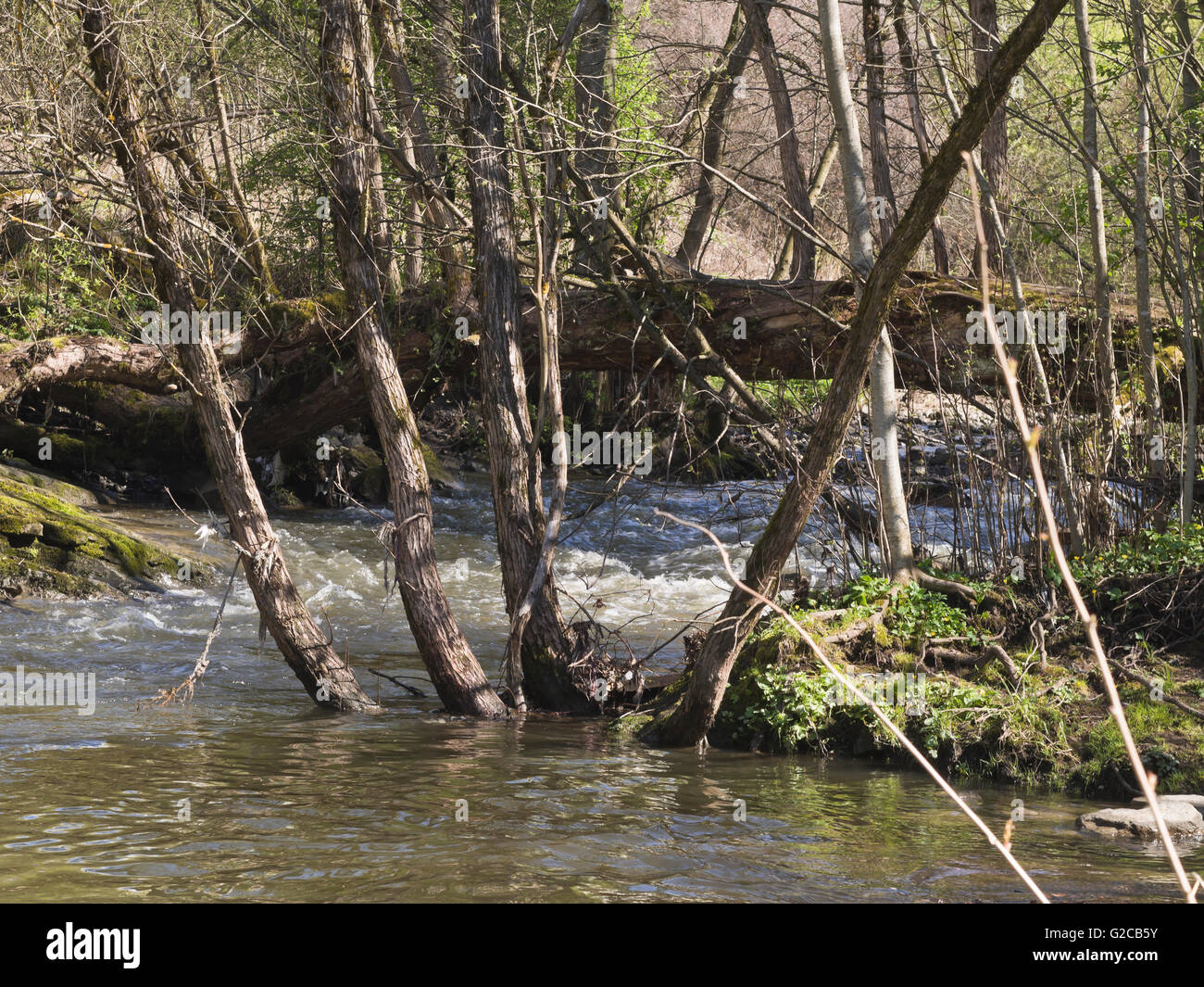 Semi flooded riverbank landscape in springtime, undisturbed landscape ...