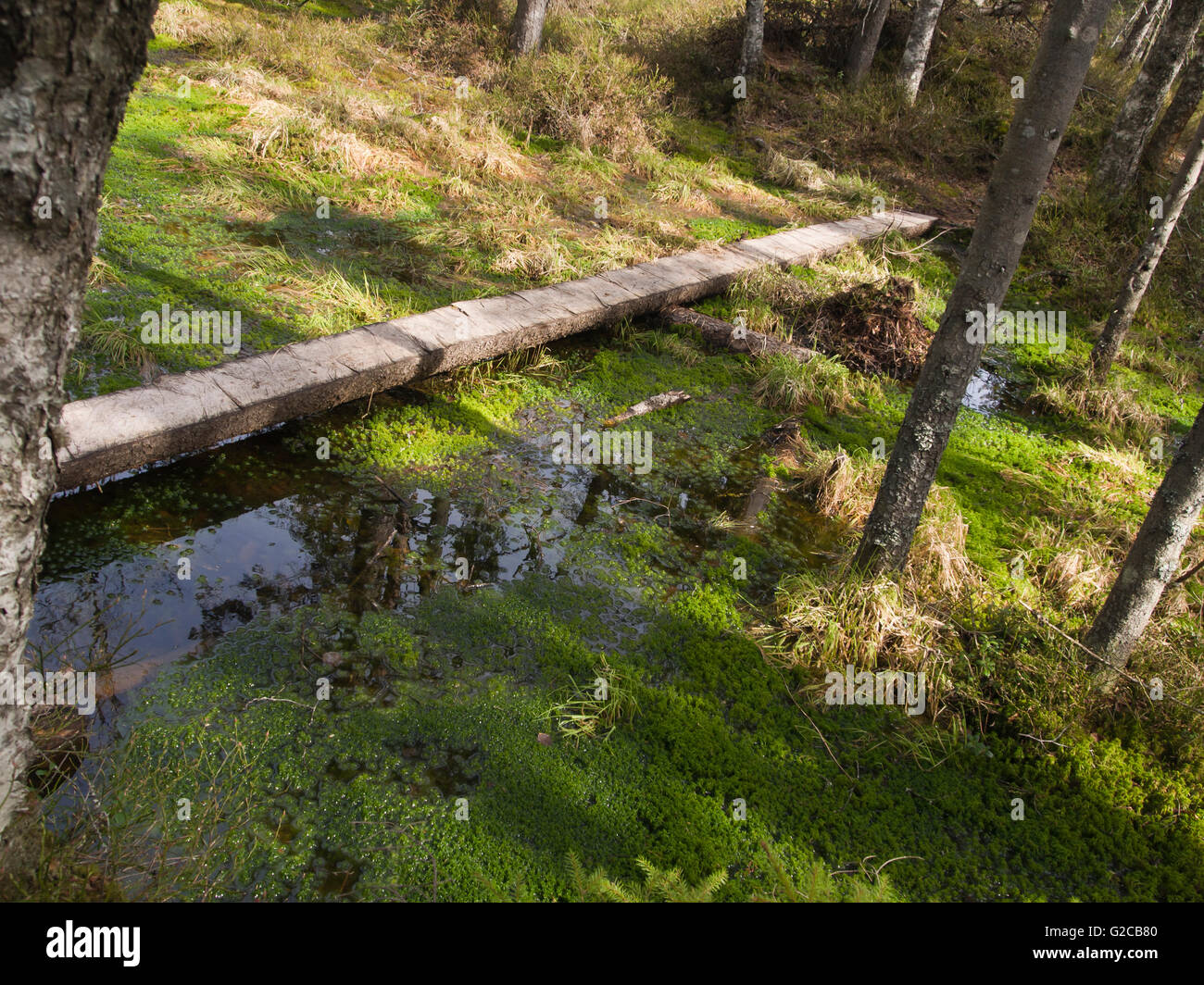 Halved timber log used as footbridge to cross a boggy area along a ...