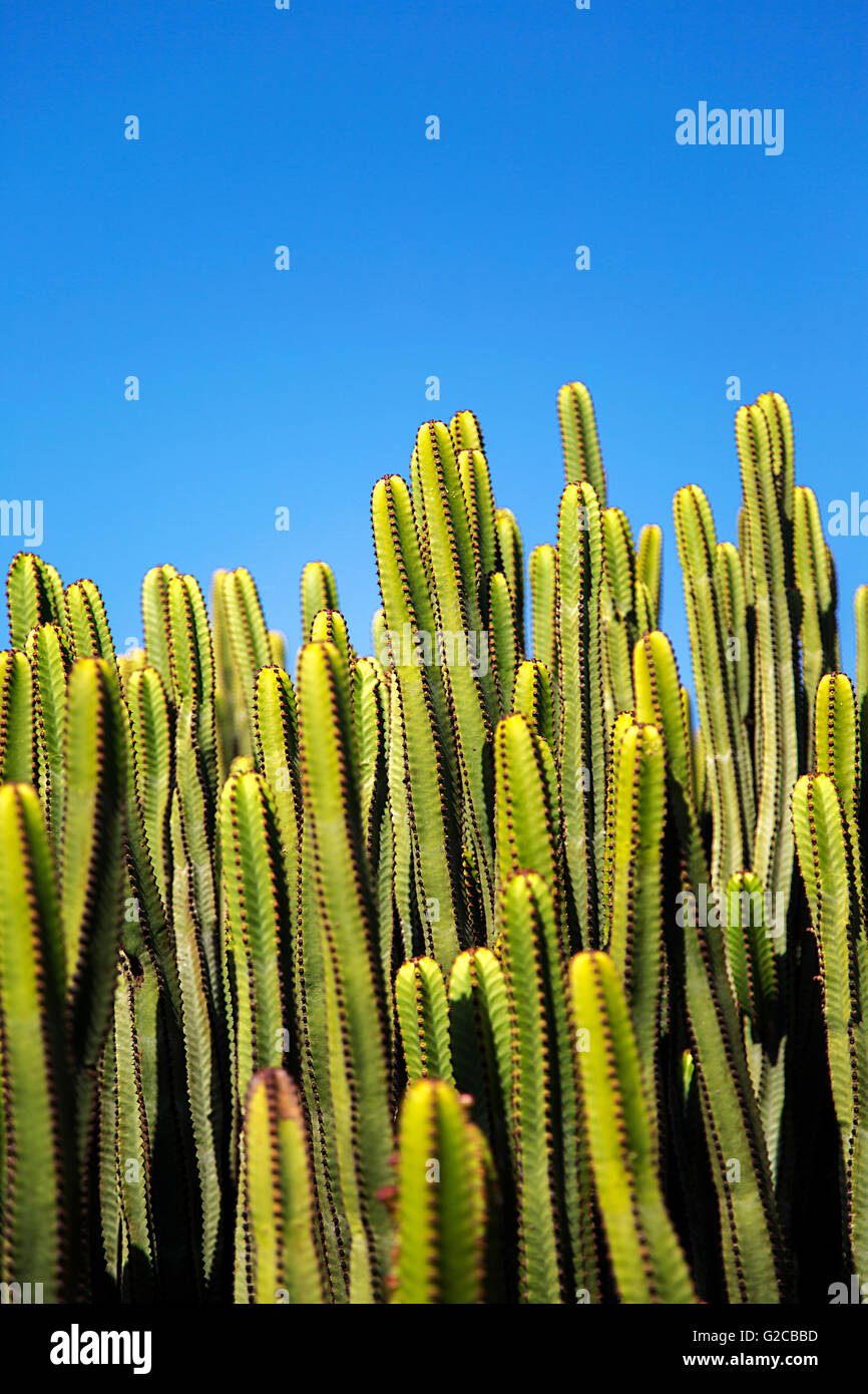 View cactus hi-res stock photography and images - Alamy