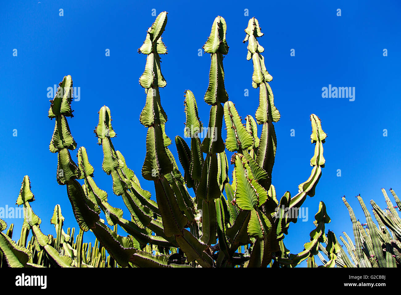 View cactus hi-res stock photography and images - Alamy