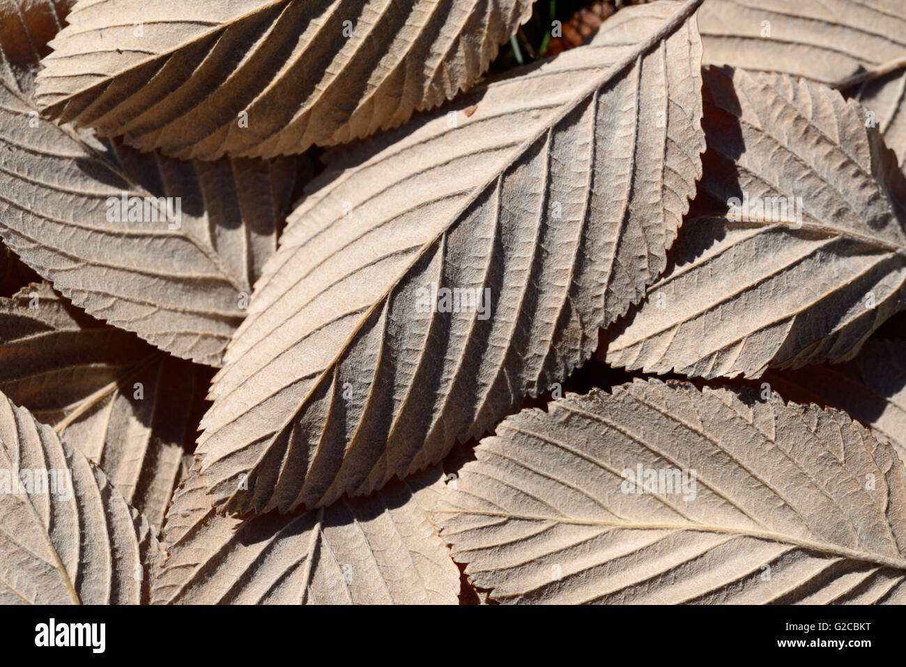 Leaf Pattern or Patterns of Common Whitebeam, Sorbus aria, Leaves Stock ...