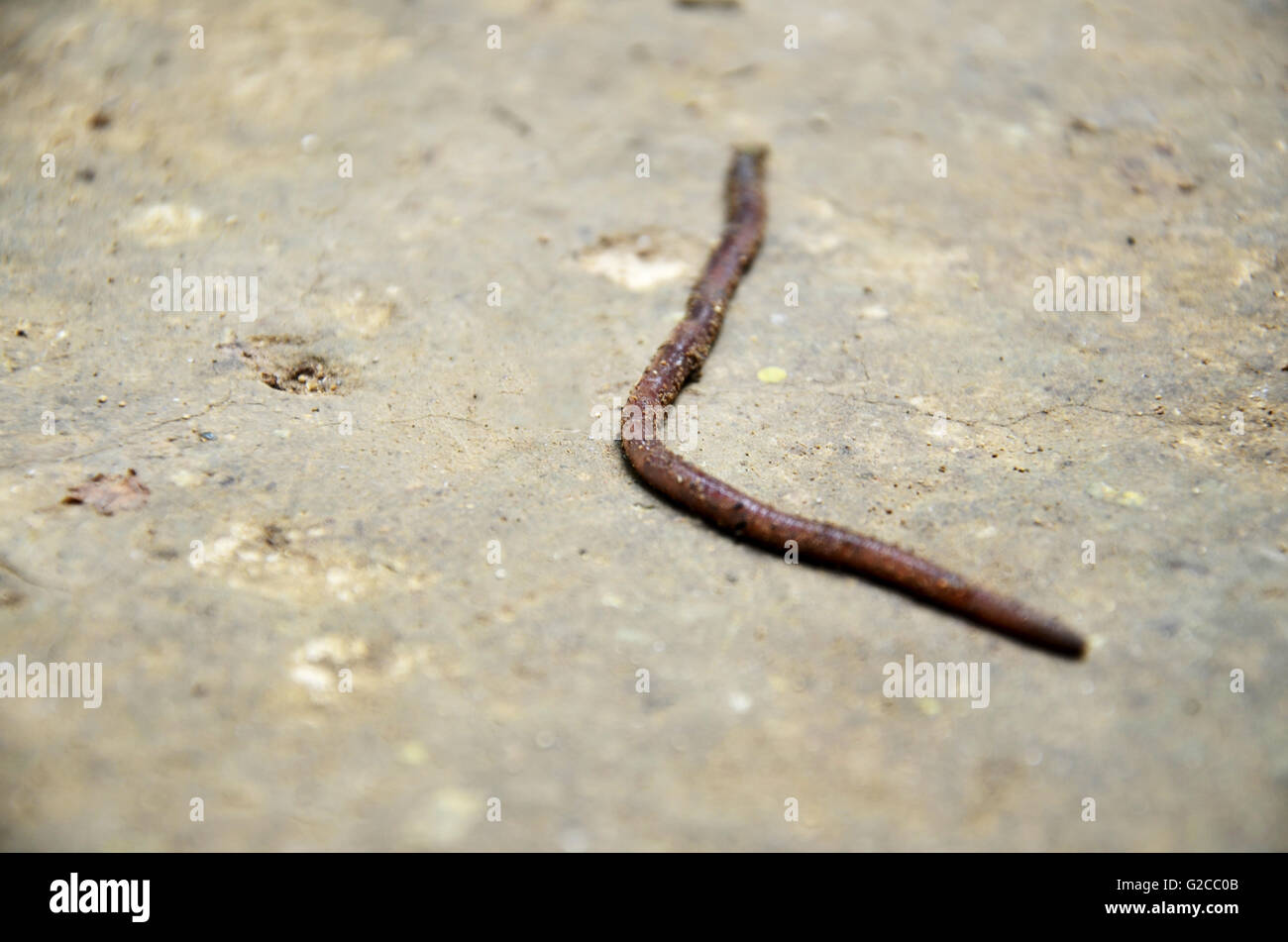 Earthworm moving on ground in forest Stock Photo - Alamy