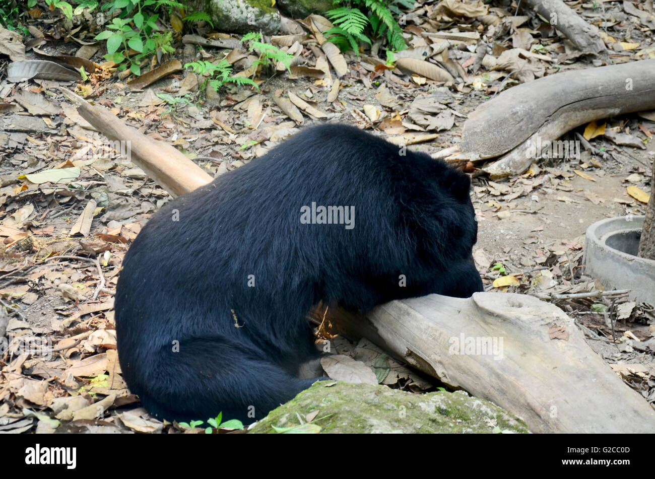 Motion of Asian black bear, asiatic black bear, Tibetan black bear ...