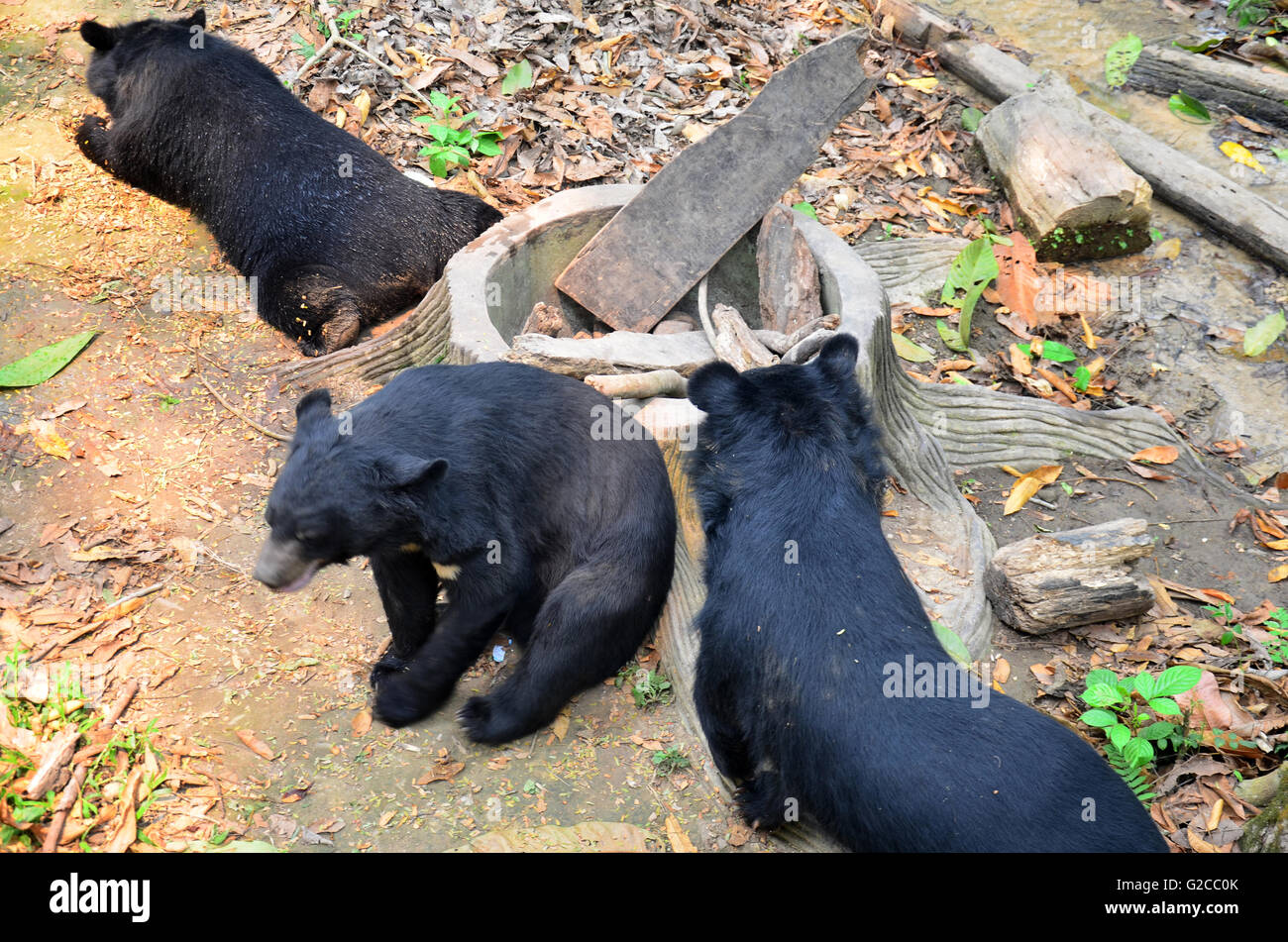 Motion of Asian black bear, asiatic black bear, Tibetan black bear ...