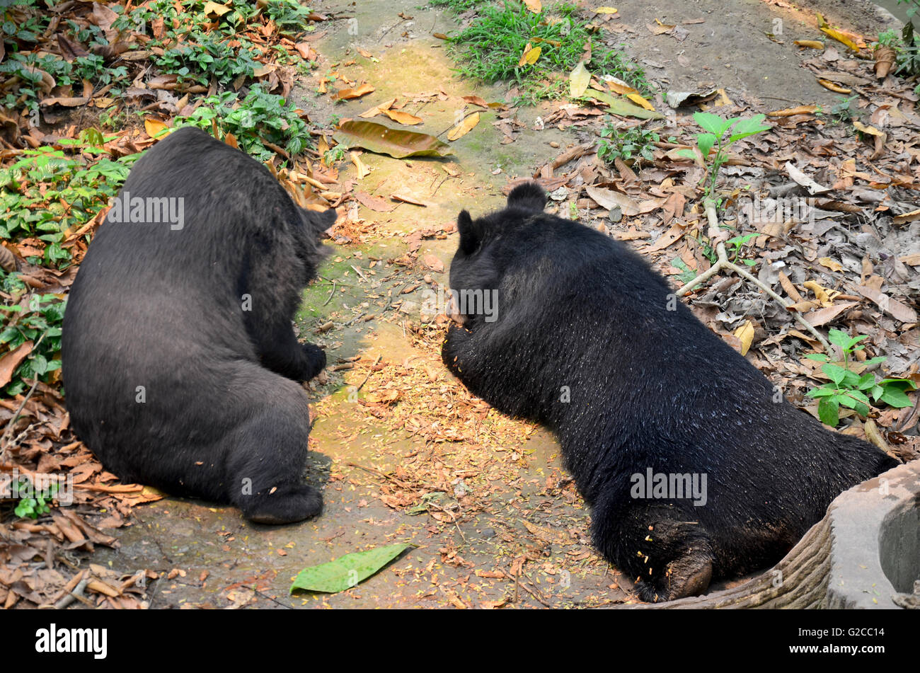 Motion of Asian black bear, asiatic black bear, Tibetan black bear ...