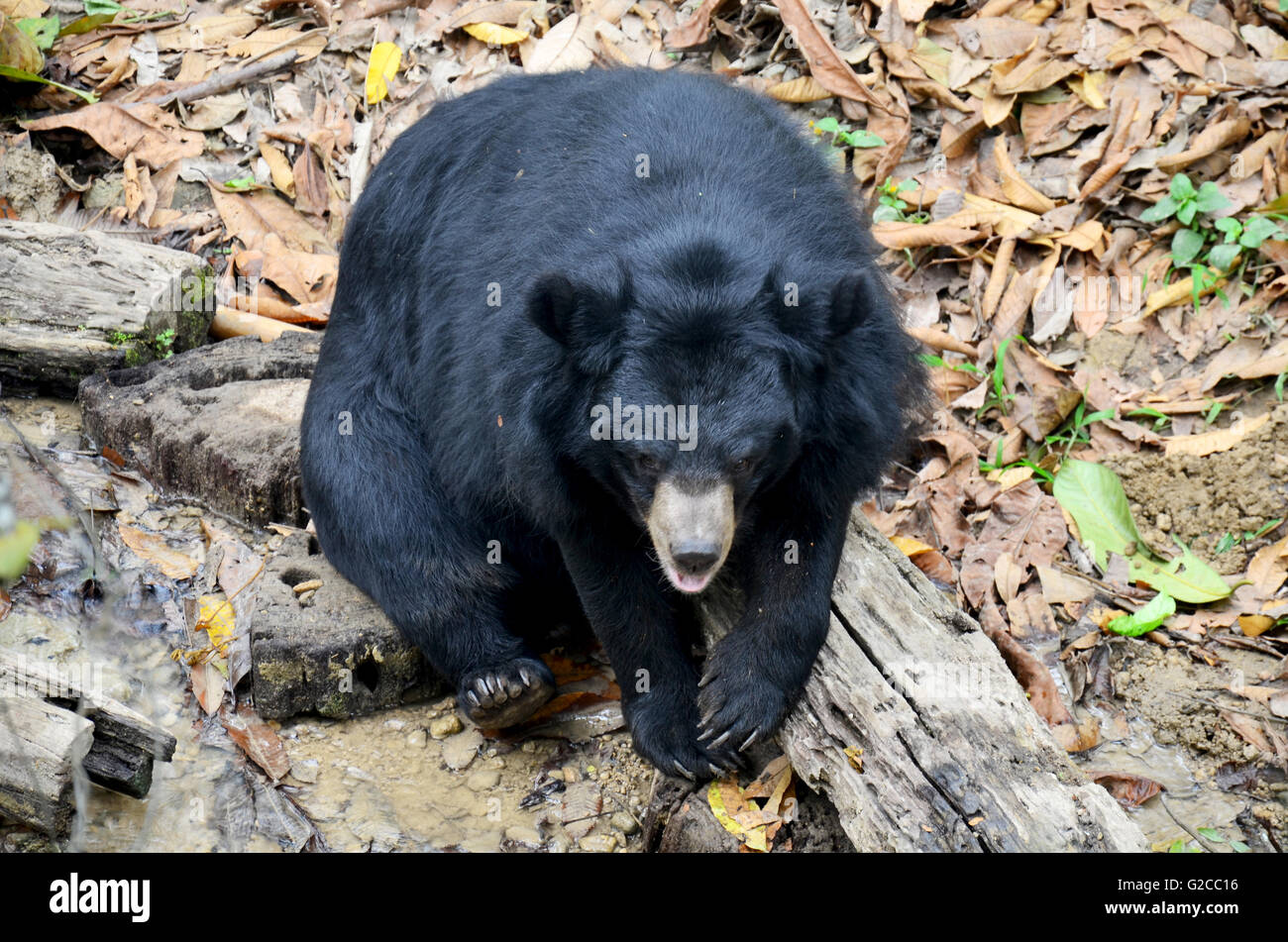 Motion of Asian black bear, asiatic black bear, Tibetan black bear ...
