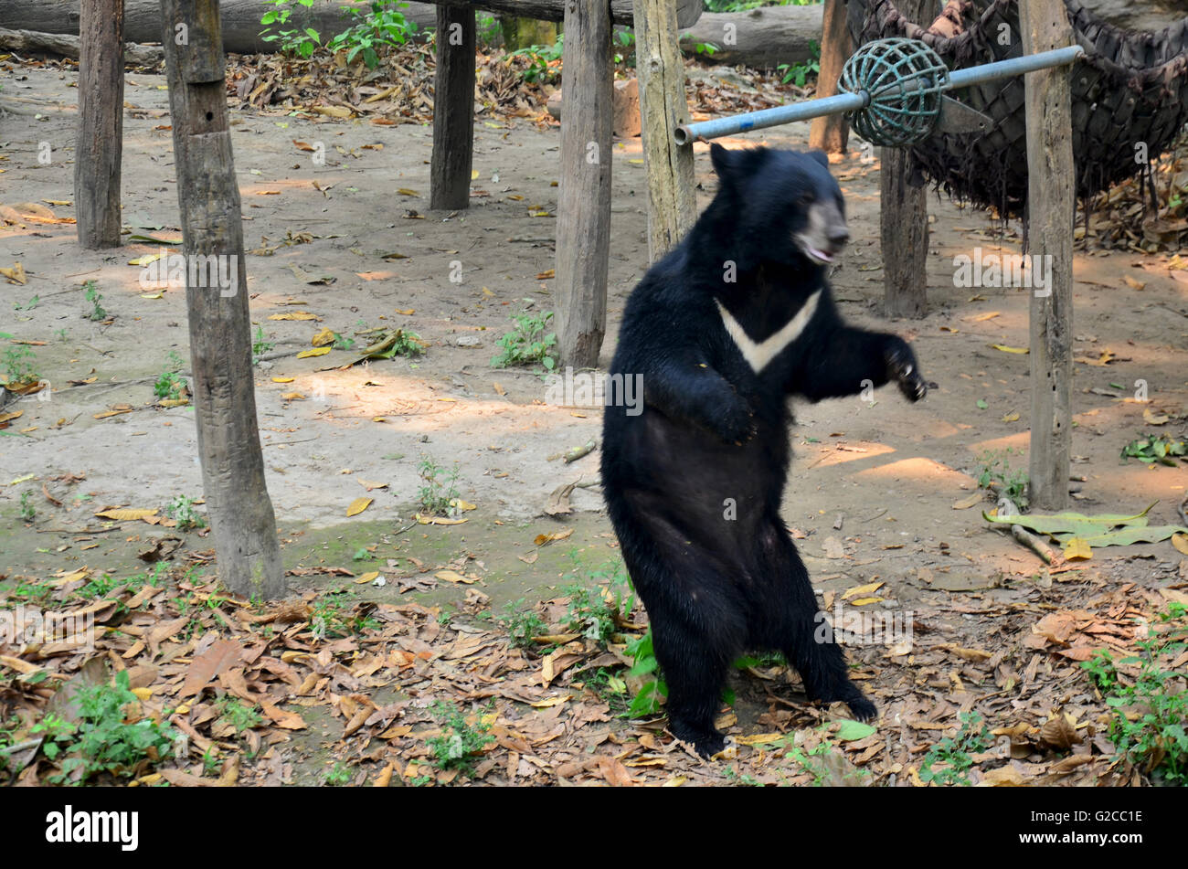 Motion of Asian black bear, asiatic black bear, Tibetan black bear ...