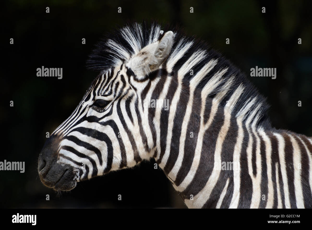 Zebra mane hi-res stock photography and images - Alamy