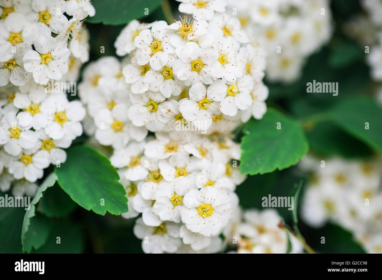 Bunches of white flowering shrubs background in spring park Stock Photo ...