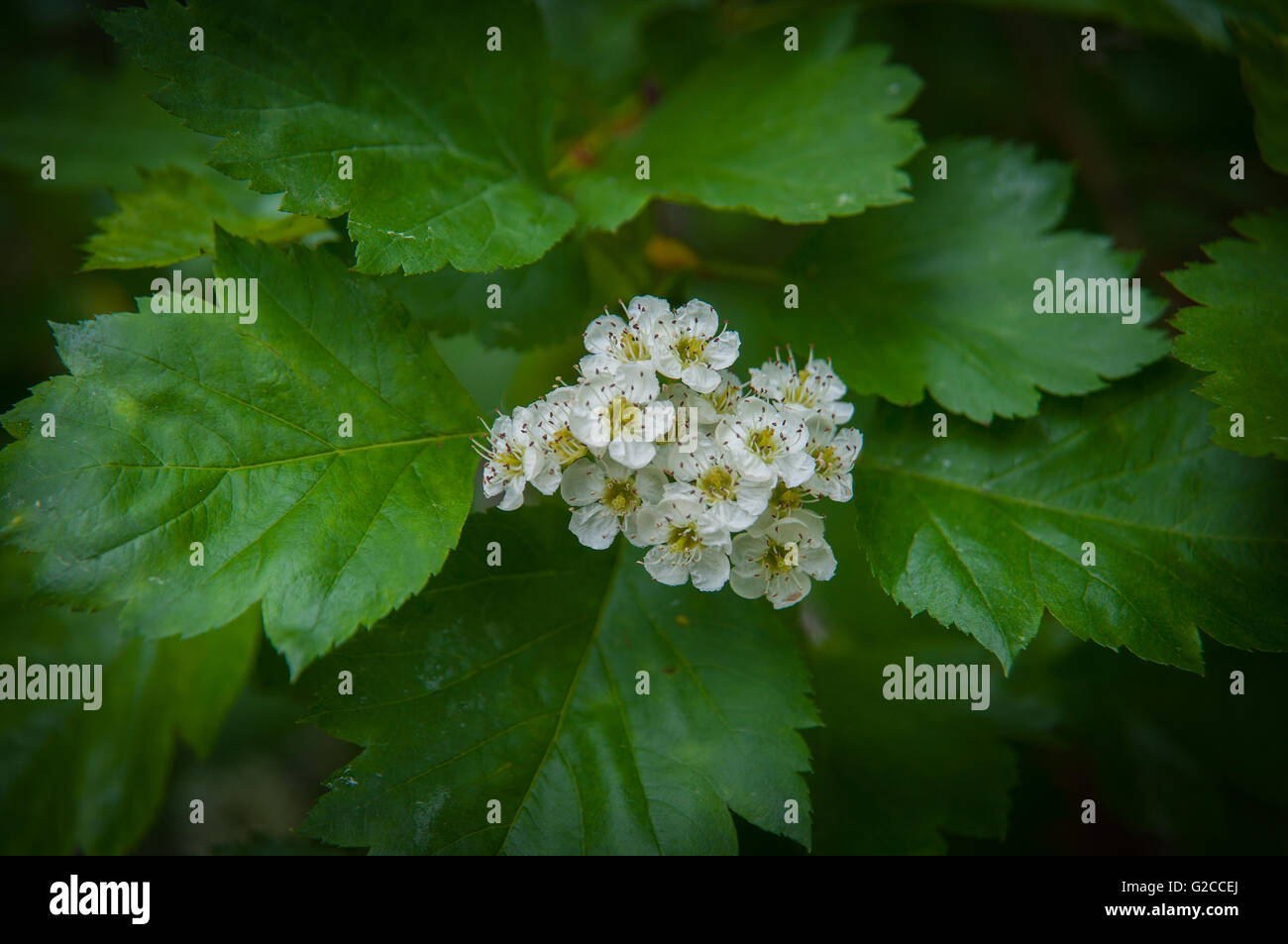 Hawthorn Leaf High Resolution Stock Photography and Images - Alamy