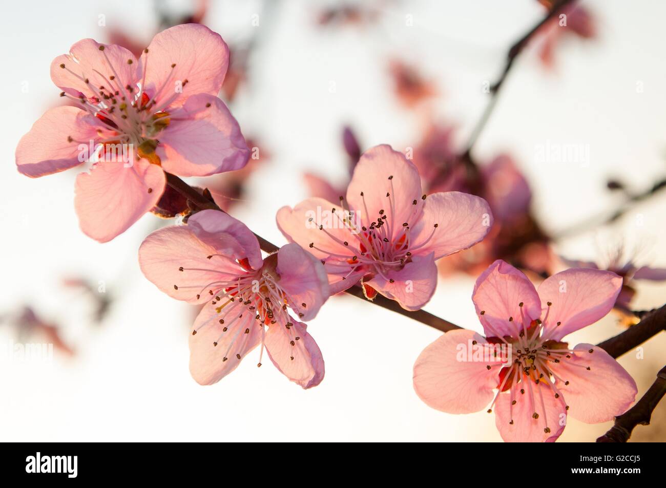 Pink flowers in spring hi-res stock photography and images - Alamy