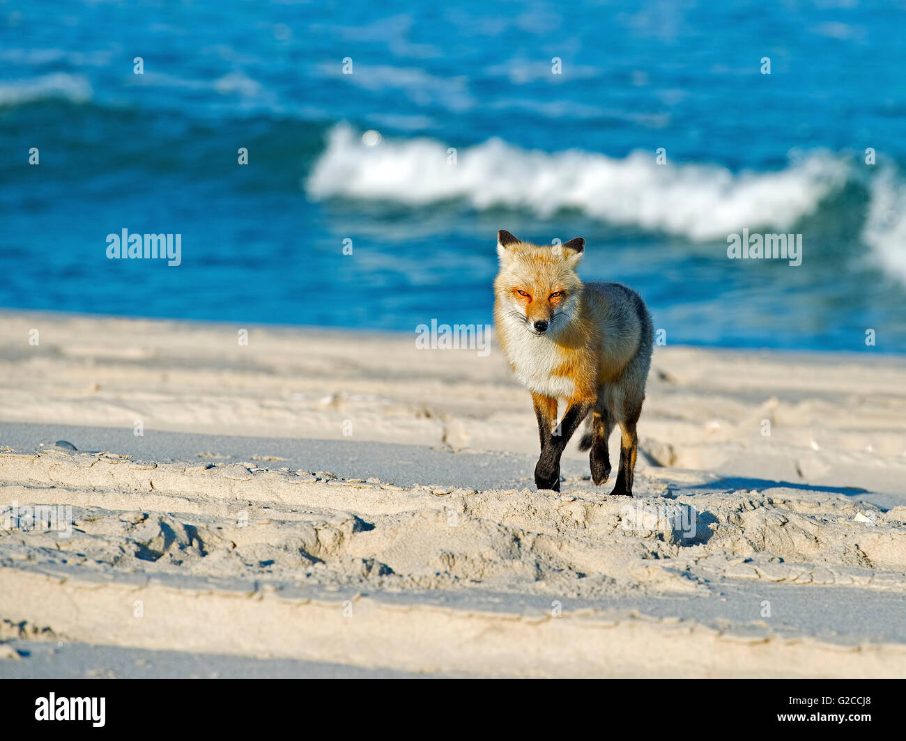 Red Fox on the Beach Stock Photo - Alamy