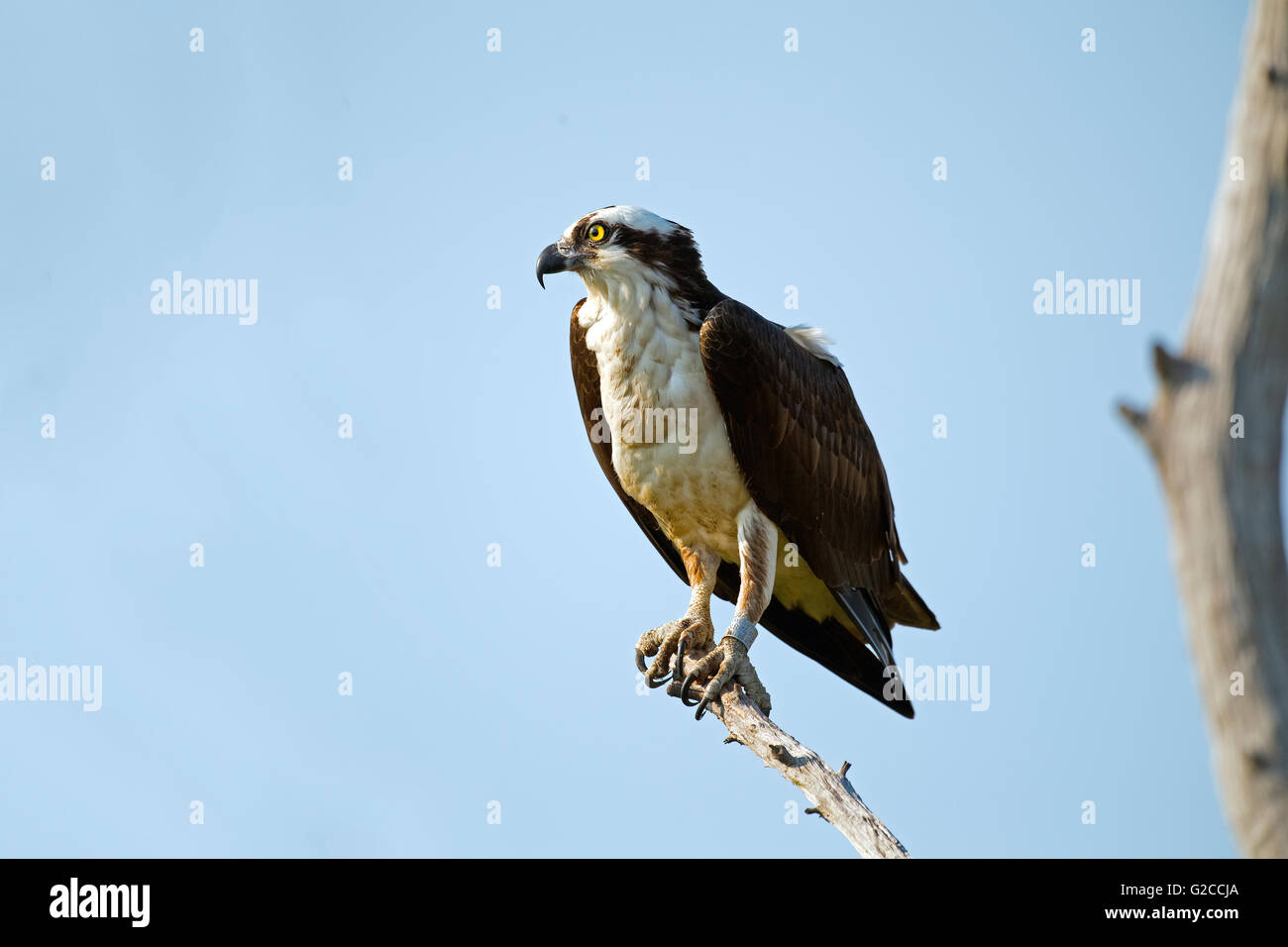 Osprey in Tree Stock Photo - Alamy