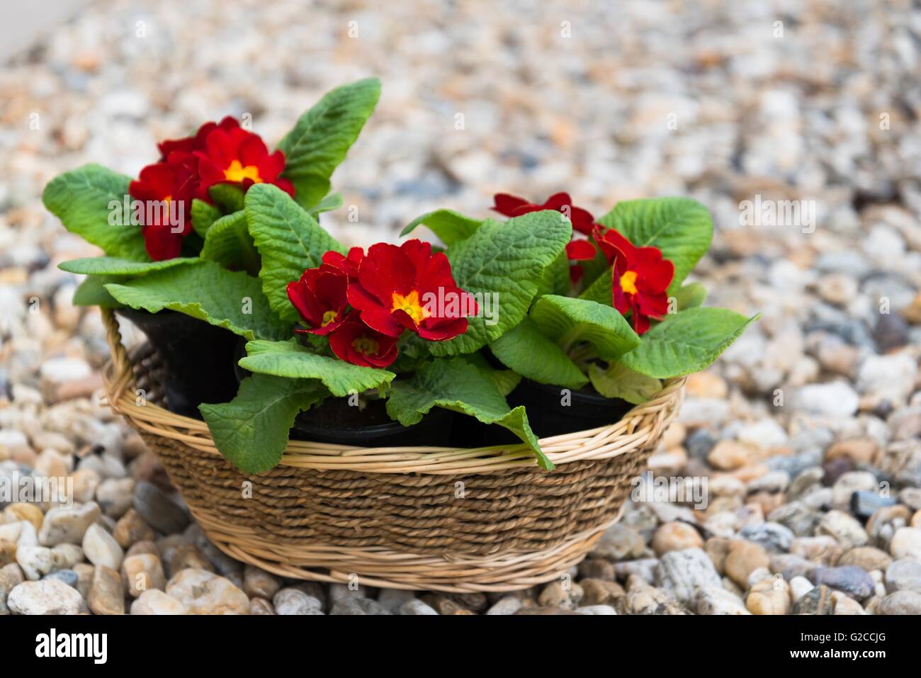 Blooming three red primulas in the basket in the springtime Stock Photo ...