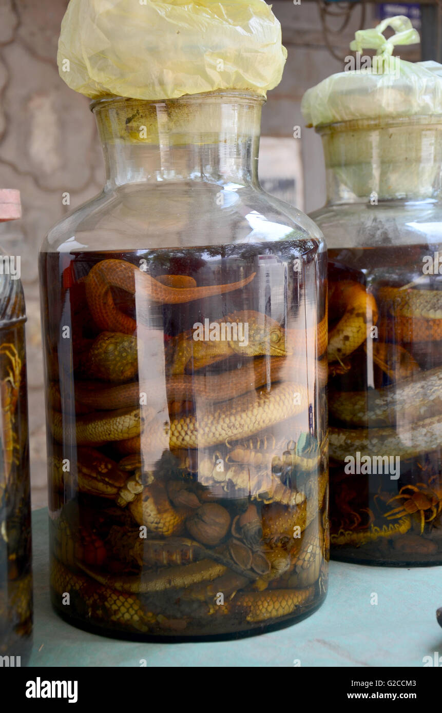 Pickled animals hi-res stock photography and images - Alamy