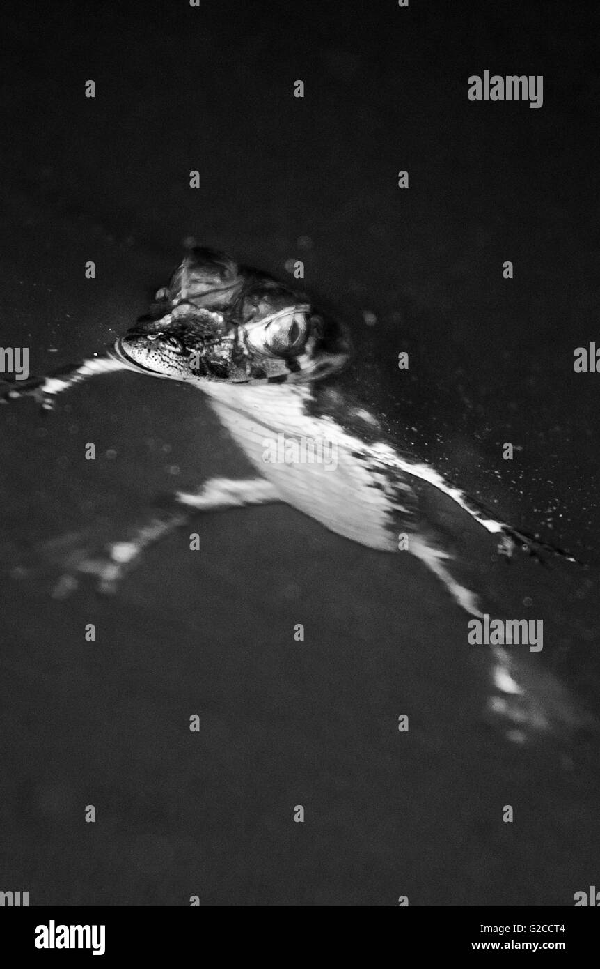 Blue Cayman in the Amazon Forest Stock Photo - Alamy