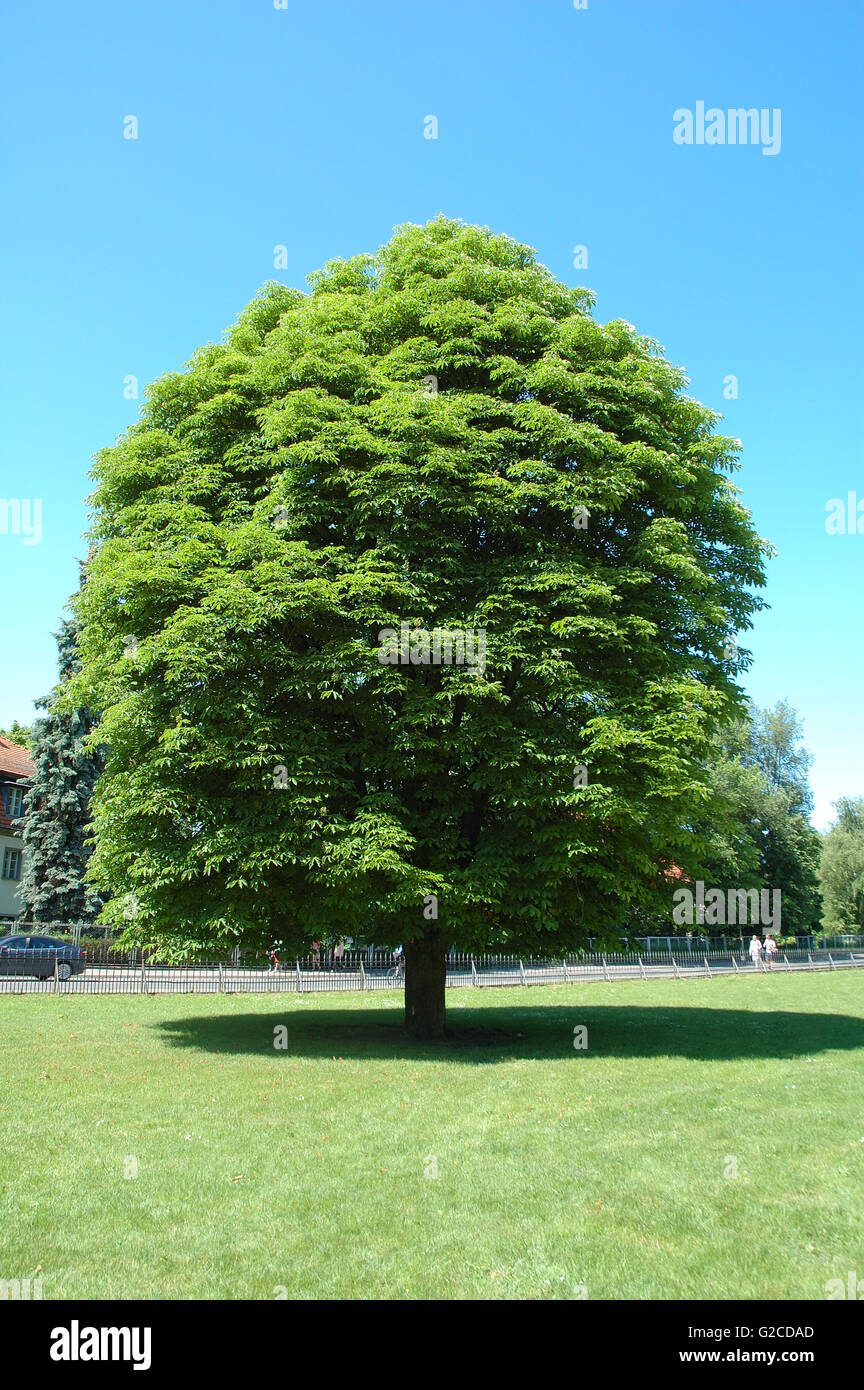 Lawn tree leaves hi-res stock photography and images - Alamy