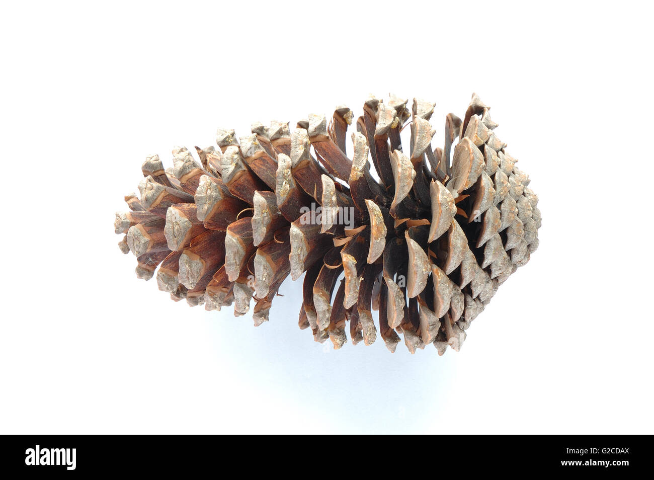 Single cone on white background Stock Photo - Alamy