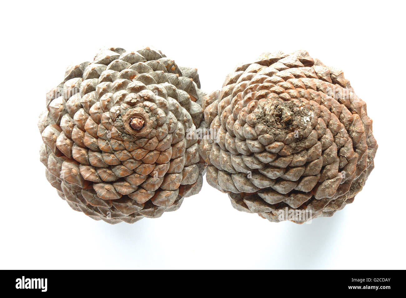 Two cones on white background Stock Photo - Alamy