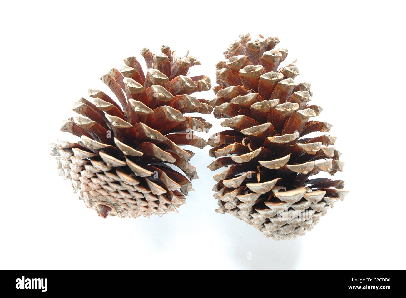 Two cones on white background Stock Photo - Alamy