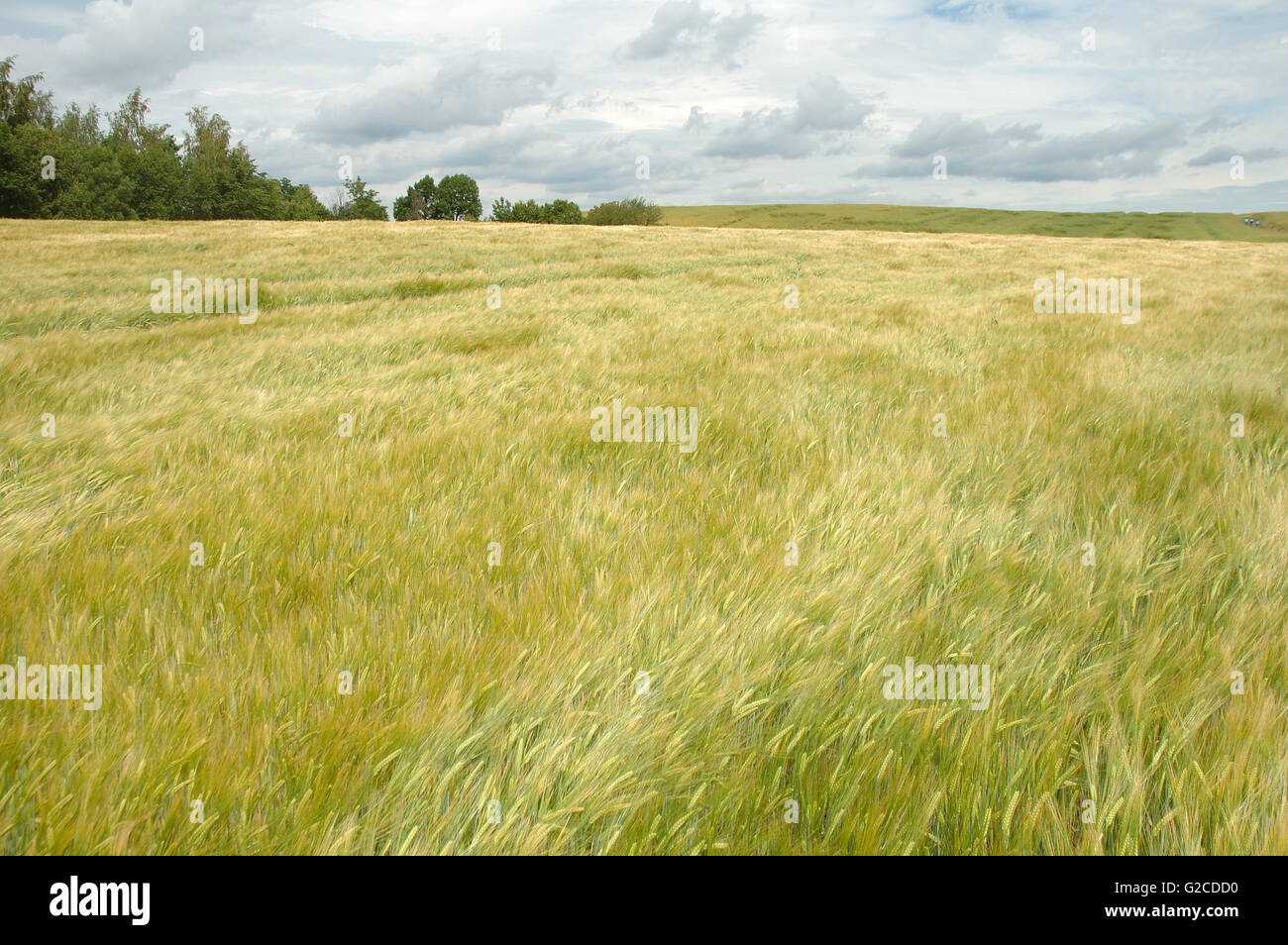 Strong grain hi-res stock photography and images - Alamy