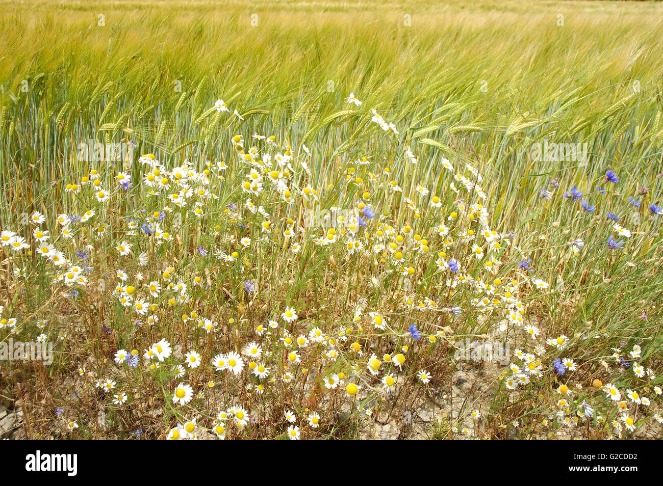 Wind moving flowers hi-res stock photography and images - Alamy