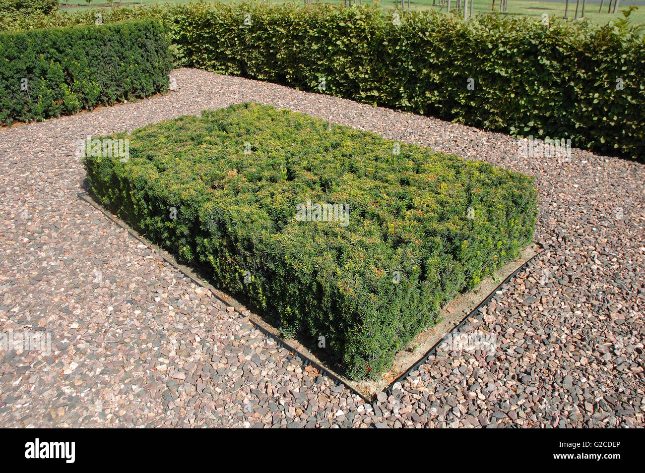 Square Hedge