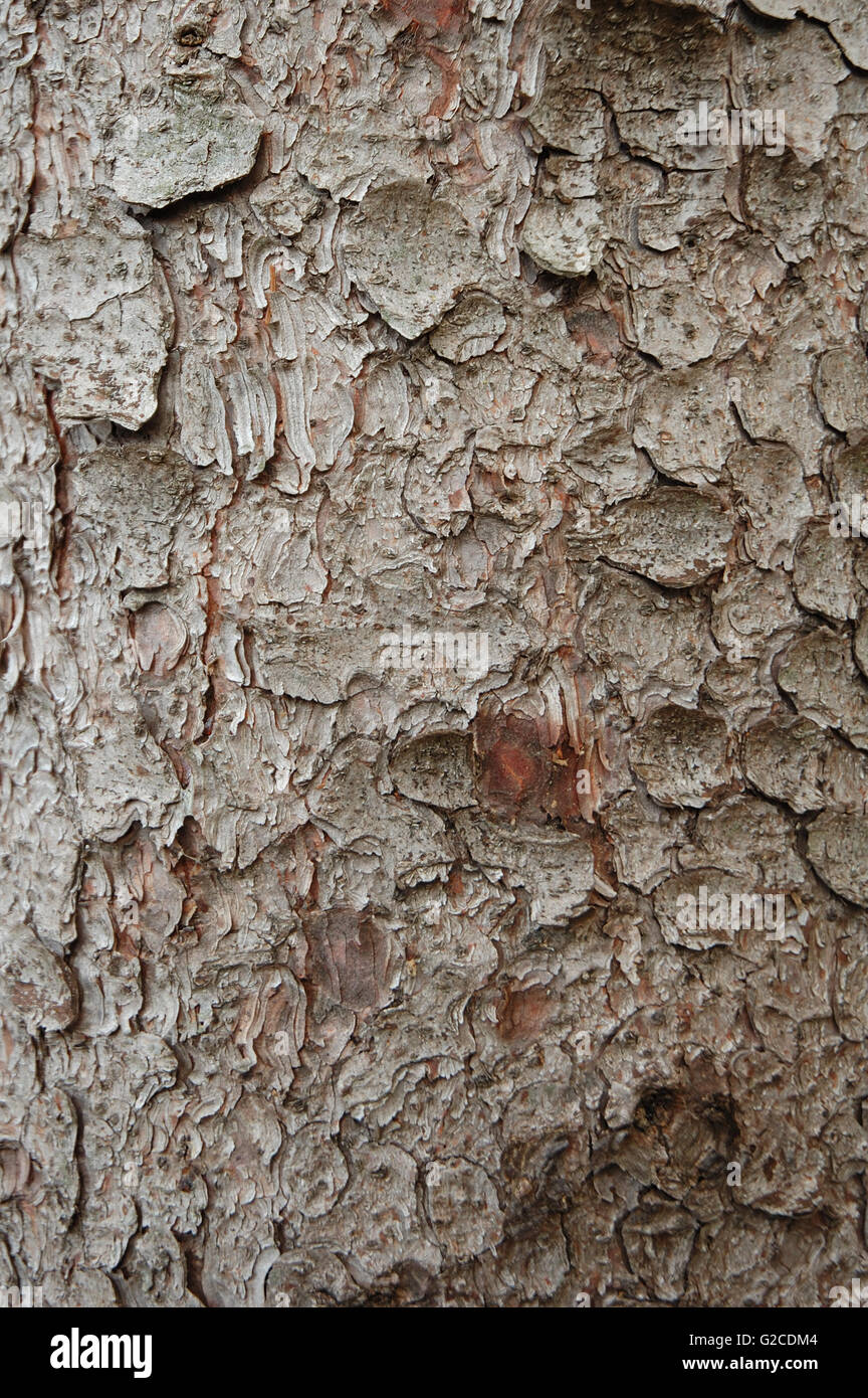 Background pine trunk hi-res stock photography and images - Alamy