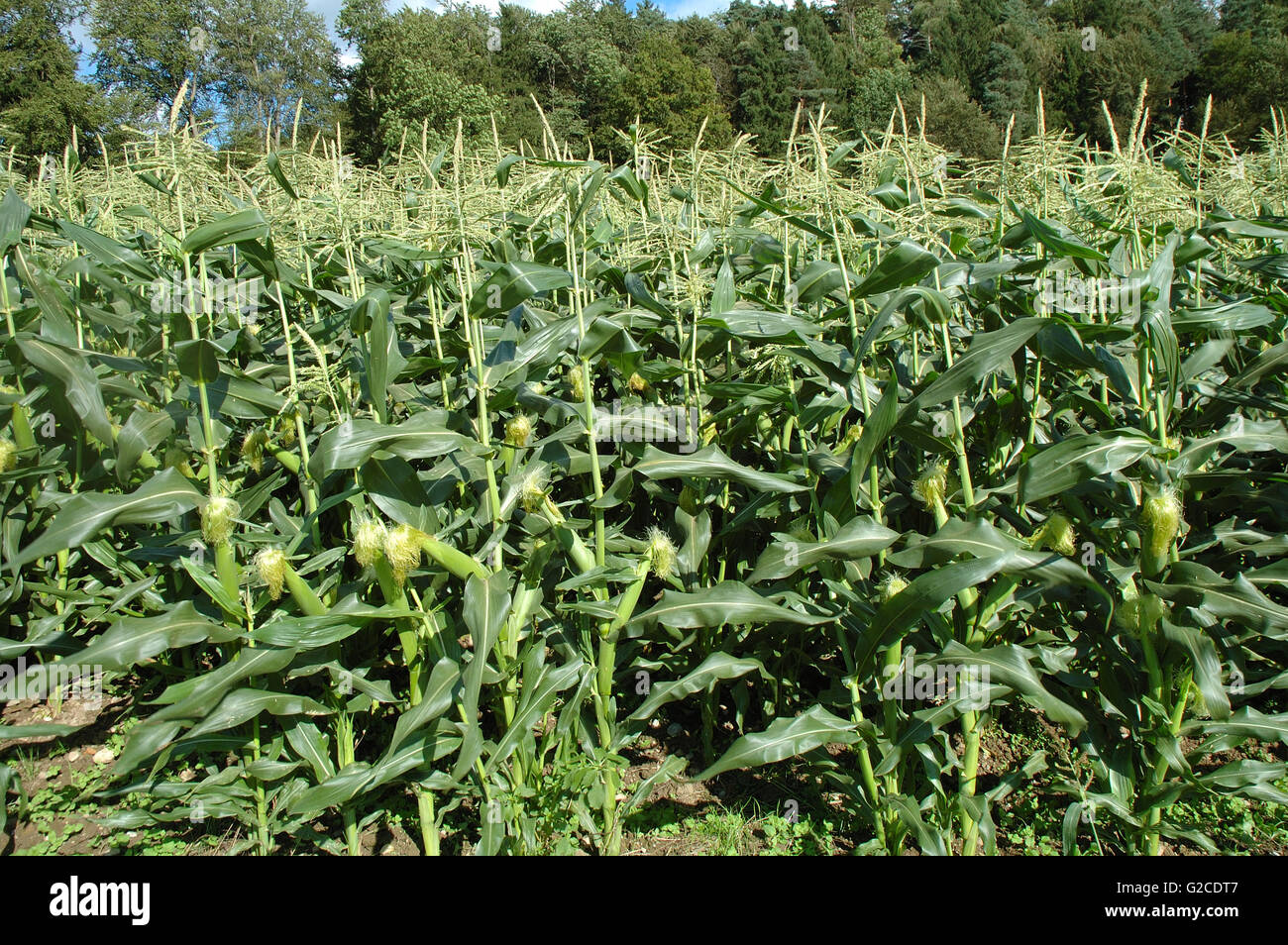 Growing seed corn hi-res stock photography and images - Alamy