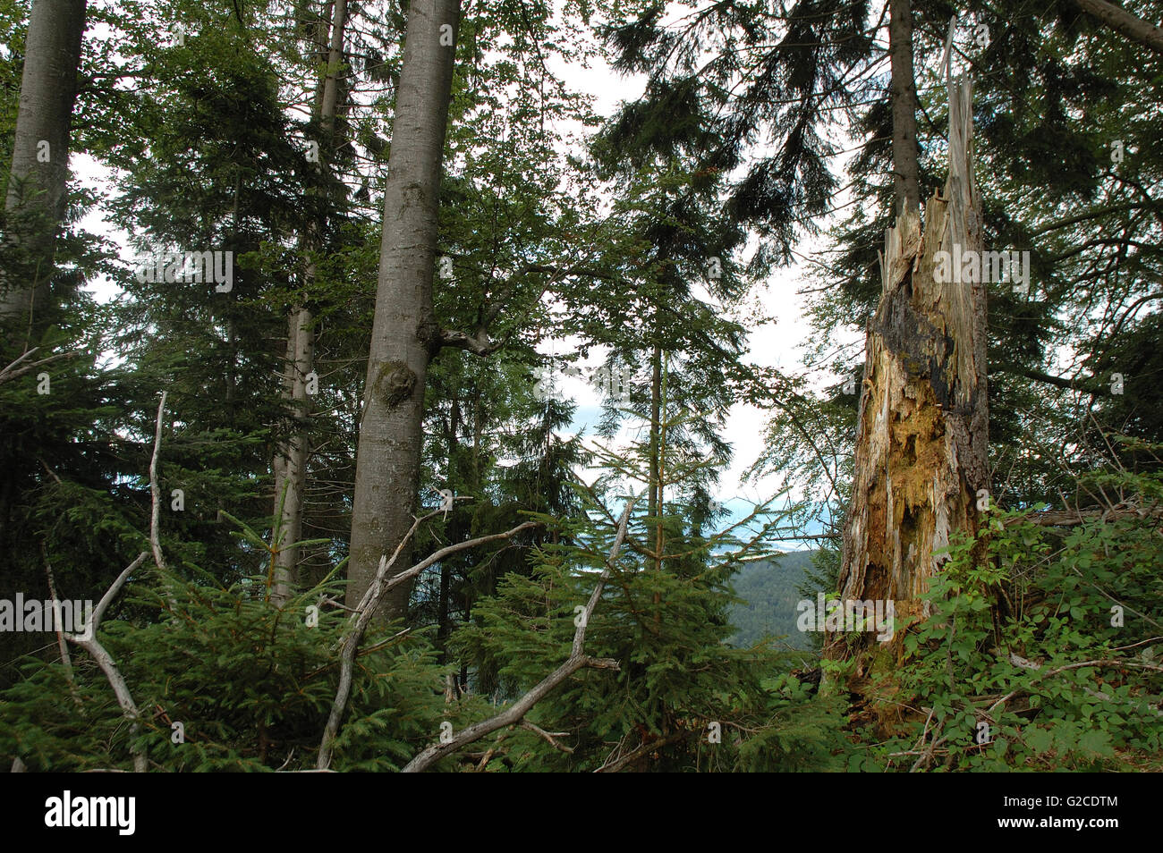 Withered forest hi-res stock photography and images - Alamy