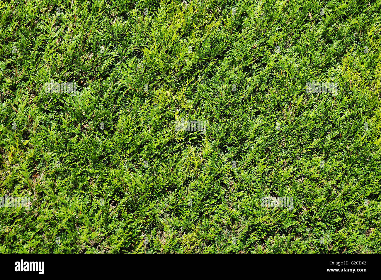 Green hedge background hi-res stock photography and images - Alamy