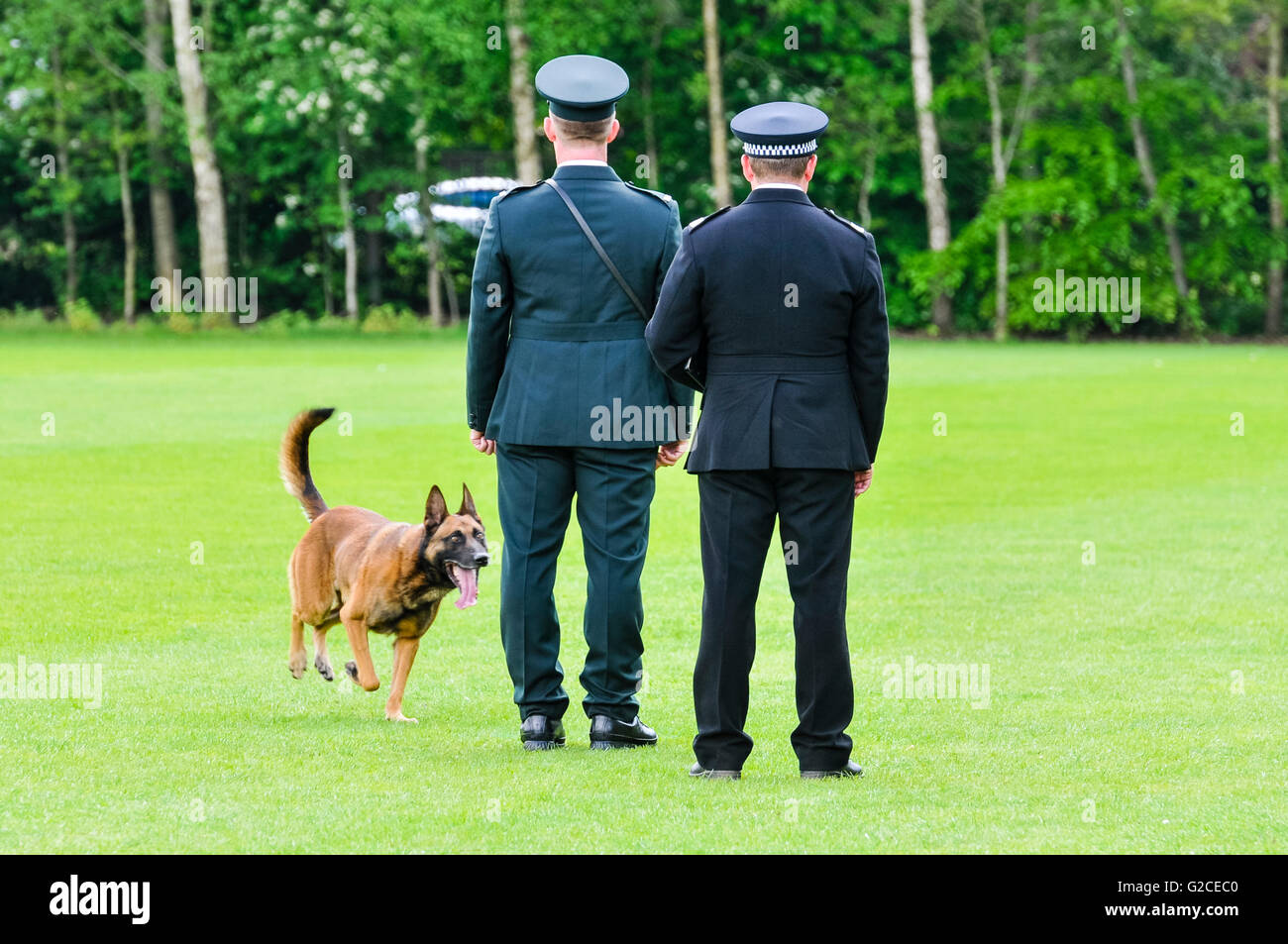 BELFAST, NORTHERN IRELAND. 22 MAY 2016: Police Dog Mike is put through ...