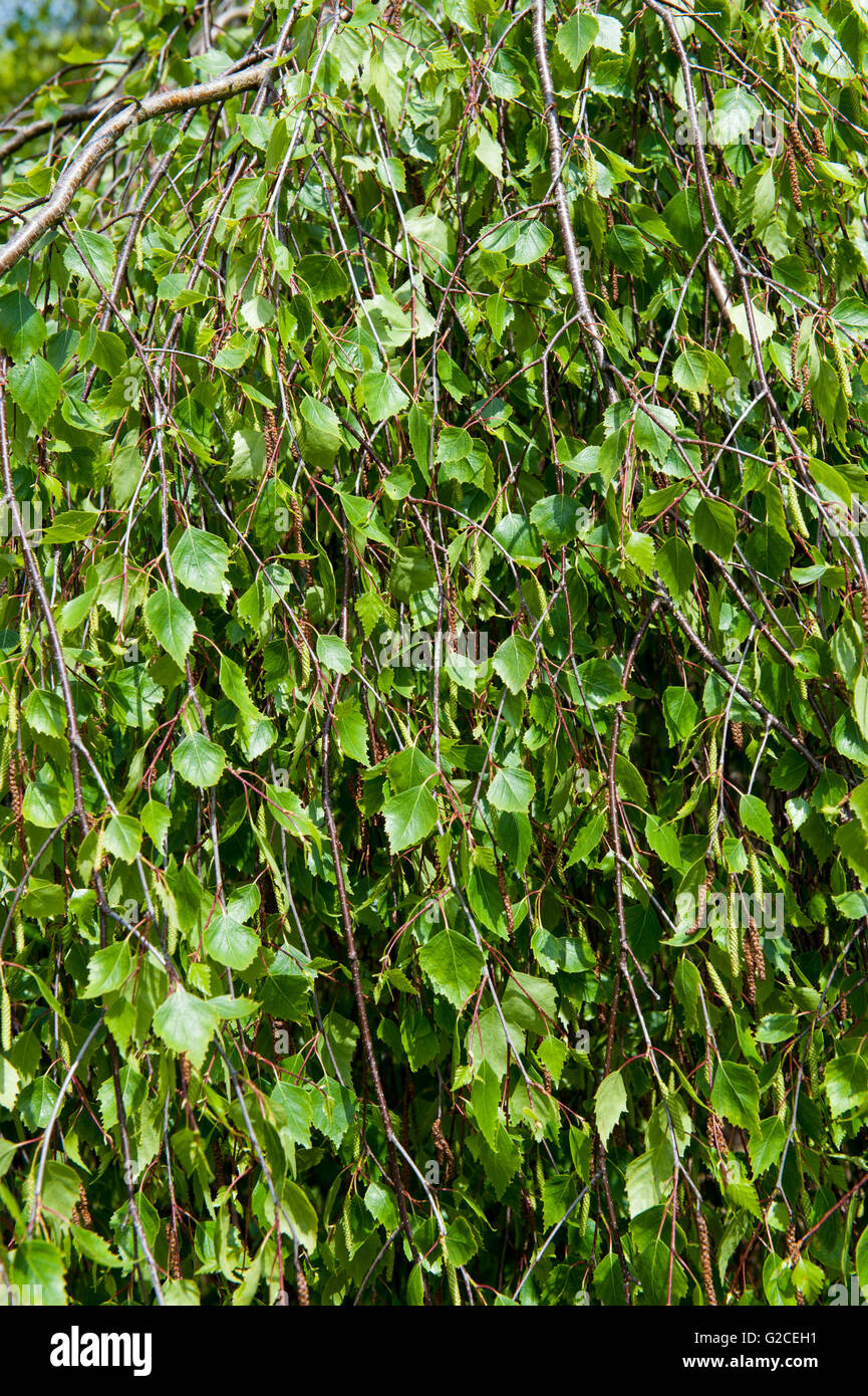 Close up of leaves of birch tree hi-res stock photography and images ...