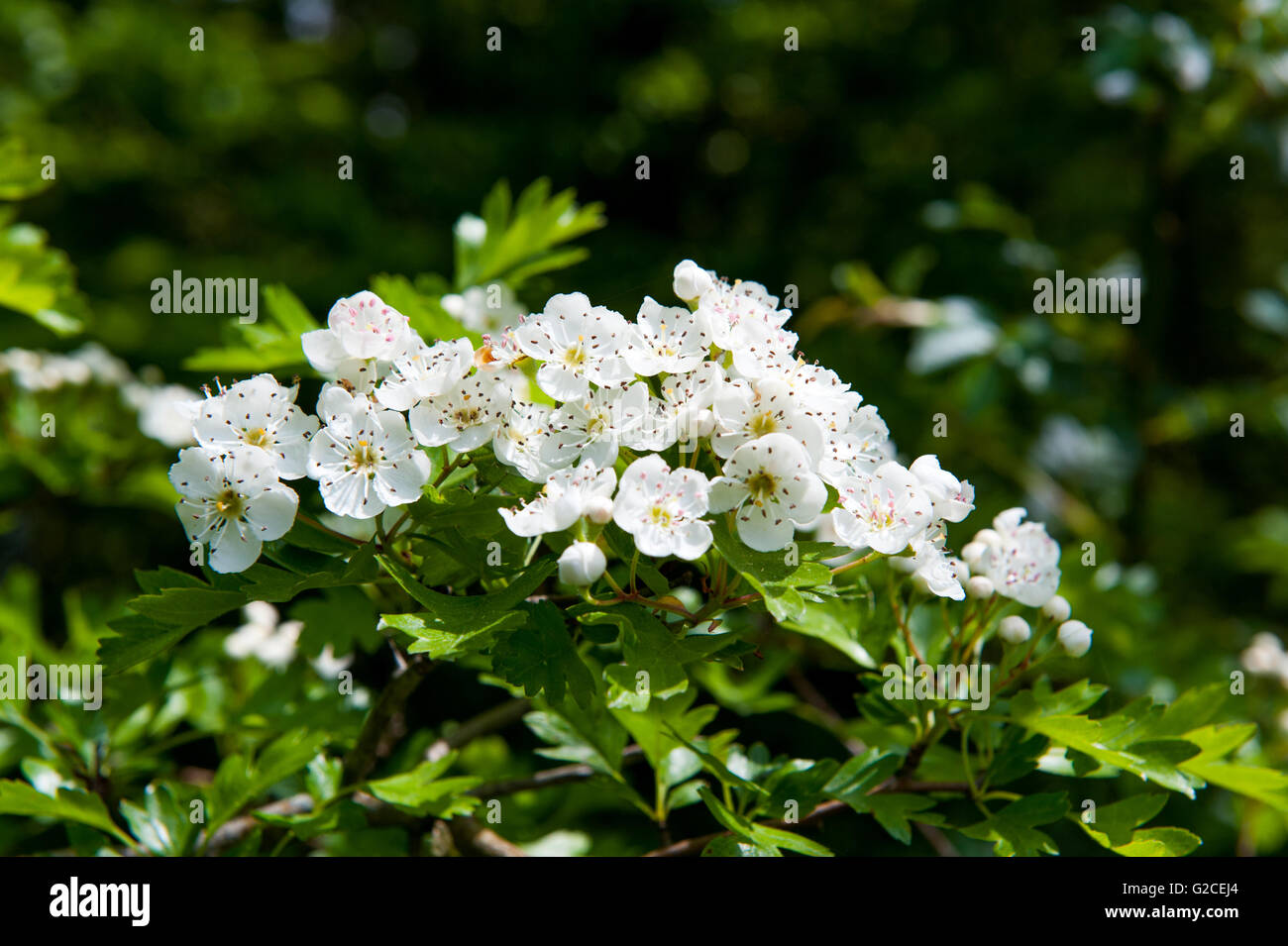 Hawthorn tree garden hi-res stock photography and images - Alamy