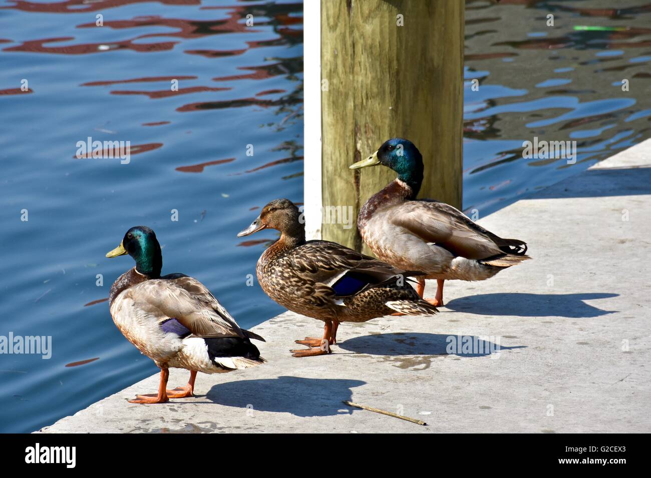 Three ducks standing on a boat dock Stock Photo - Alamy