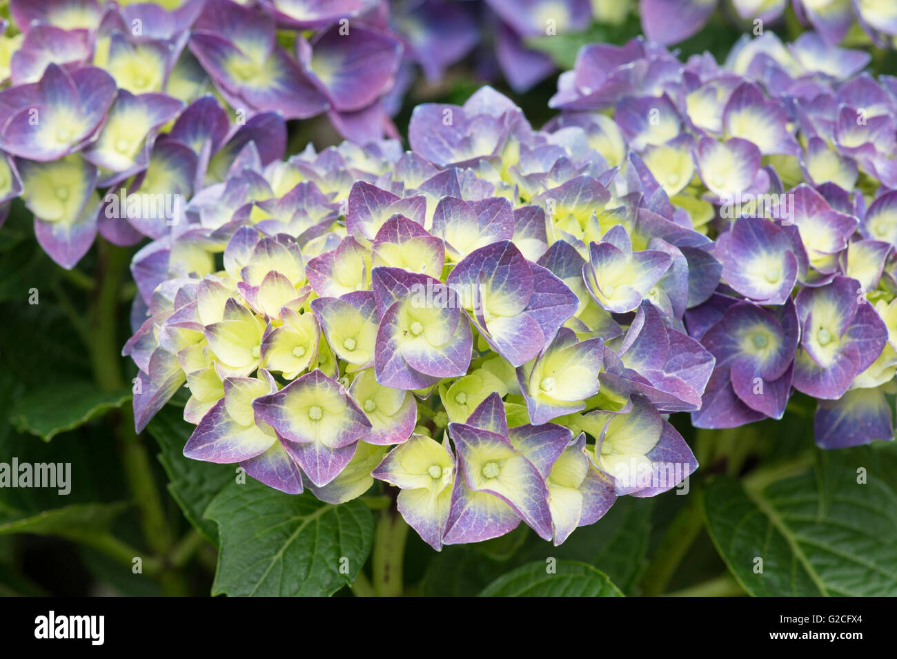 Hydrangea Macrophylla 'Jip blue'. Bigleaf hydrangea flowering Stock ...