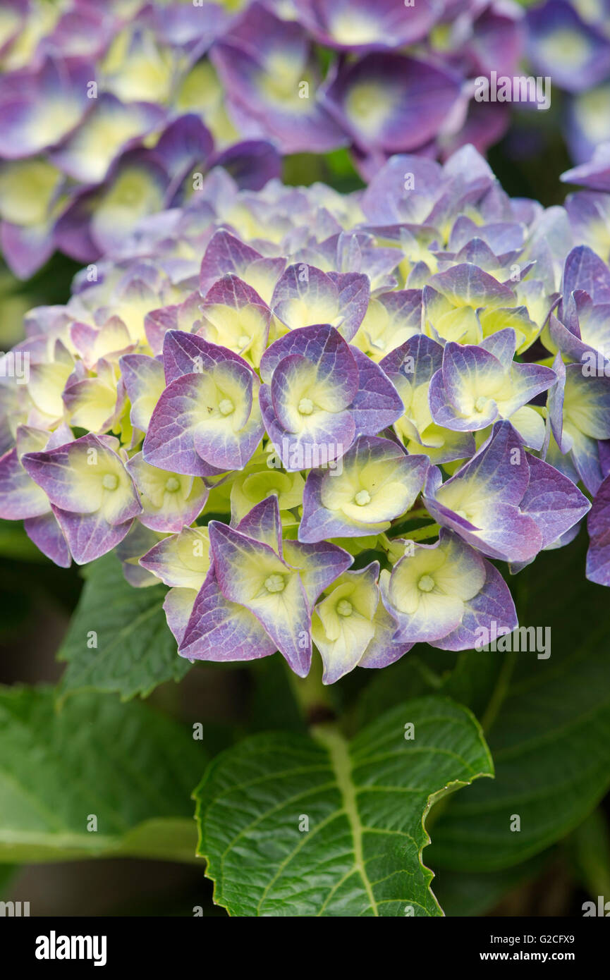 Hydrangea Macrophylla 'Jip blue'. Bigleaf hydrangea flowering Stock ...