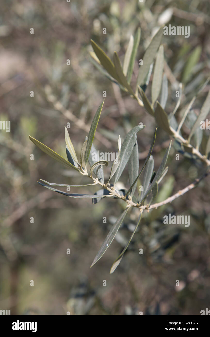 Close Up of Olive Tree Branch Stock Photo - Alamy