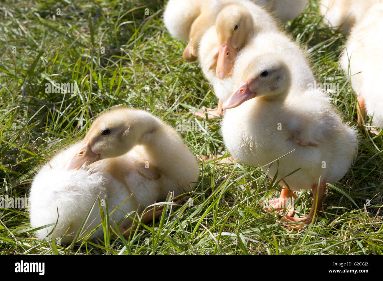 Ducklings on meadow hi-res stock photography and images - Alamy