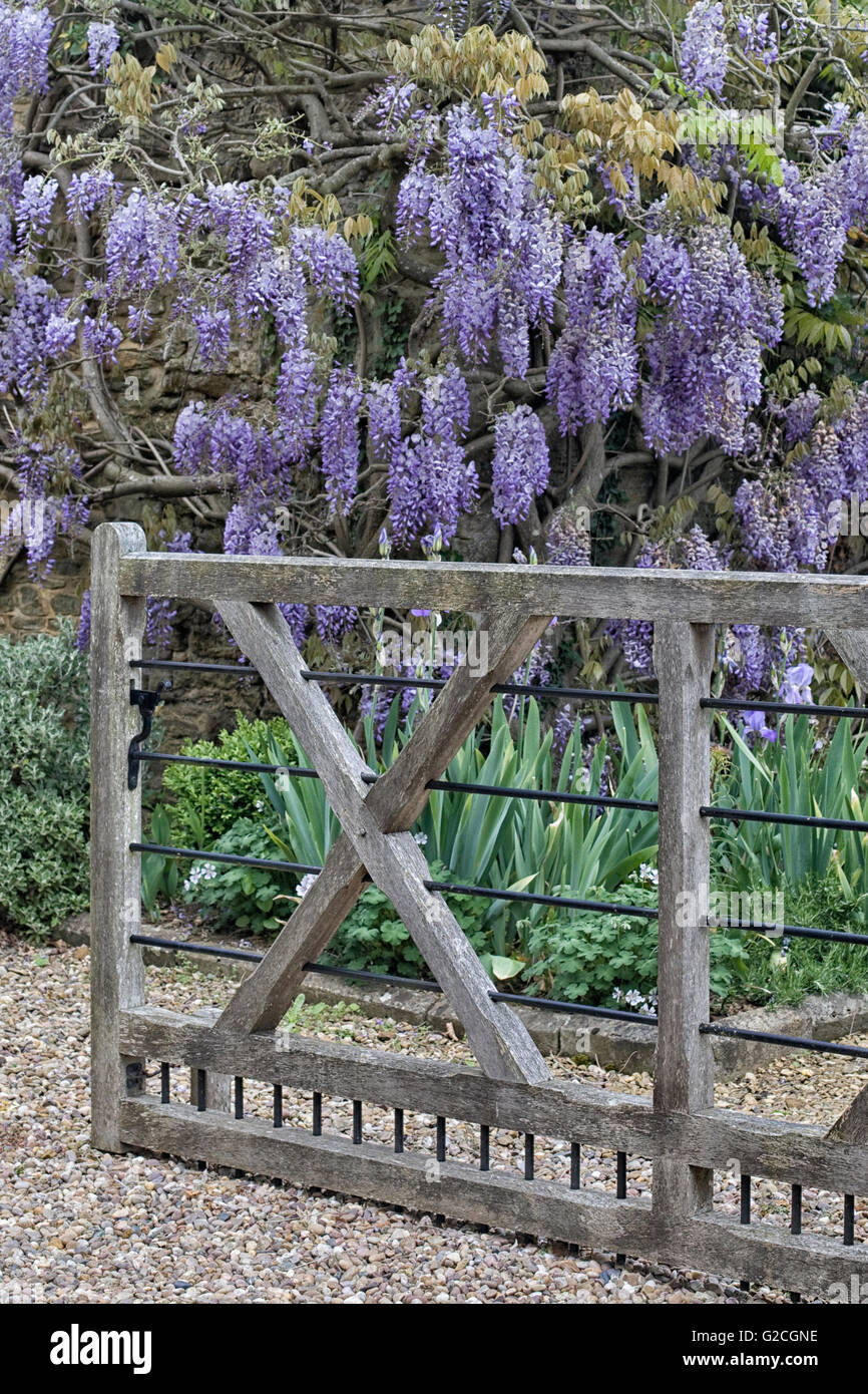 Wisteria growing behind a wooden gate in a driveway Stock Photo - Alamy